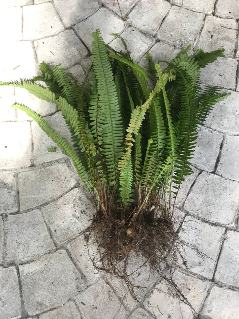 6 12 24 PLANTS Live Boston Fern Plants Roots Florida | Etsy