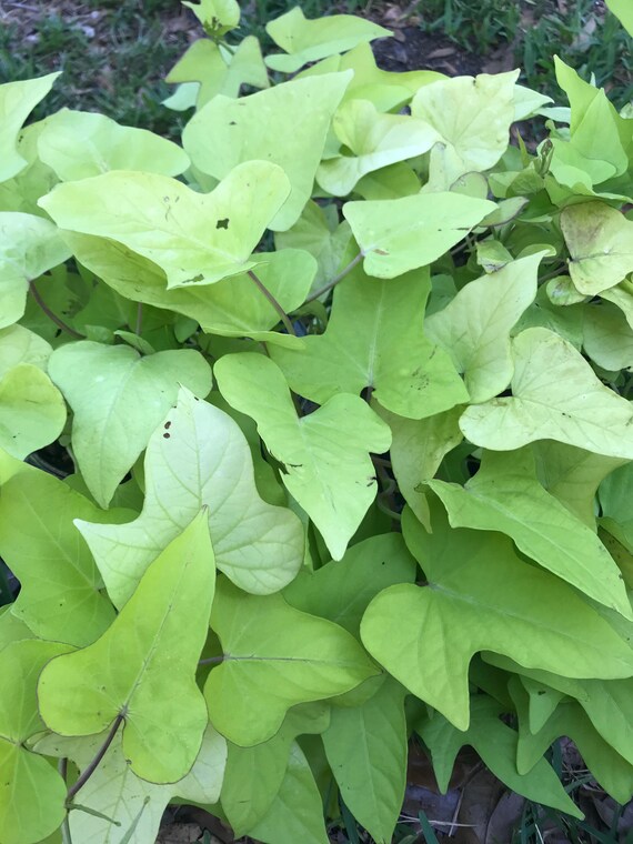 SWEET POTATO Vine Plants 5 Fresh Cuttings Soil or Watergreen - Etsy
