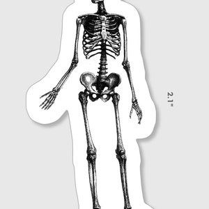Anatomical Skeleton 2inches by 1inches Waterproof Sticker - Etsy