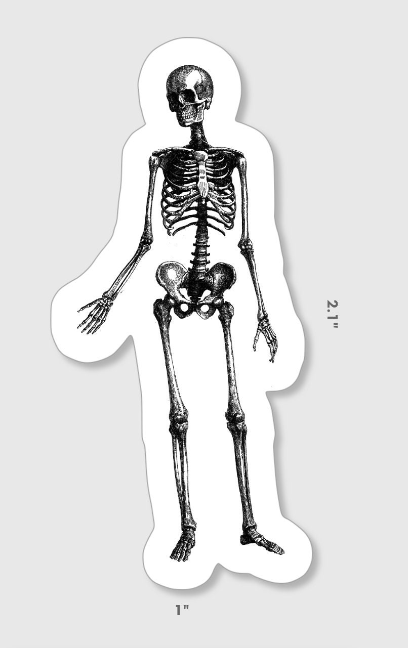 Anatomical Skeleton 2inches by 1inches Waterproof Sticker - Etsy