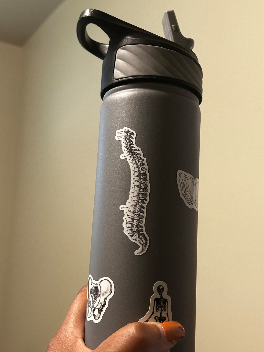 Anatomically Correct Spine Sticker Dish Washer Safe 3 Inch by 0.5 ...