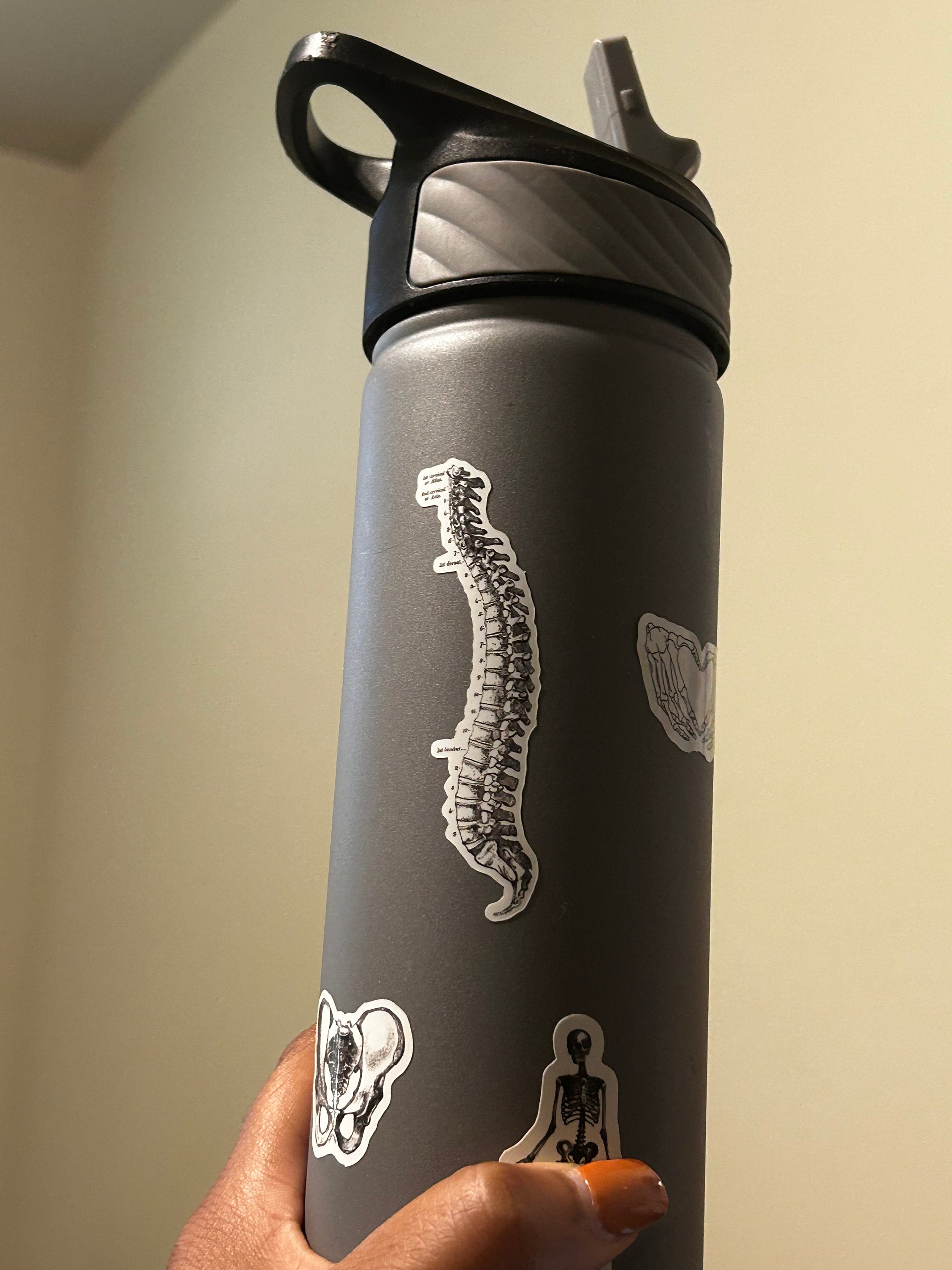 Anatomically Correct Spine Sticker Dish Washer Safe 3 Inch by 0.5 ...