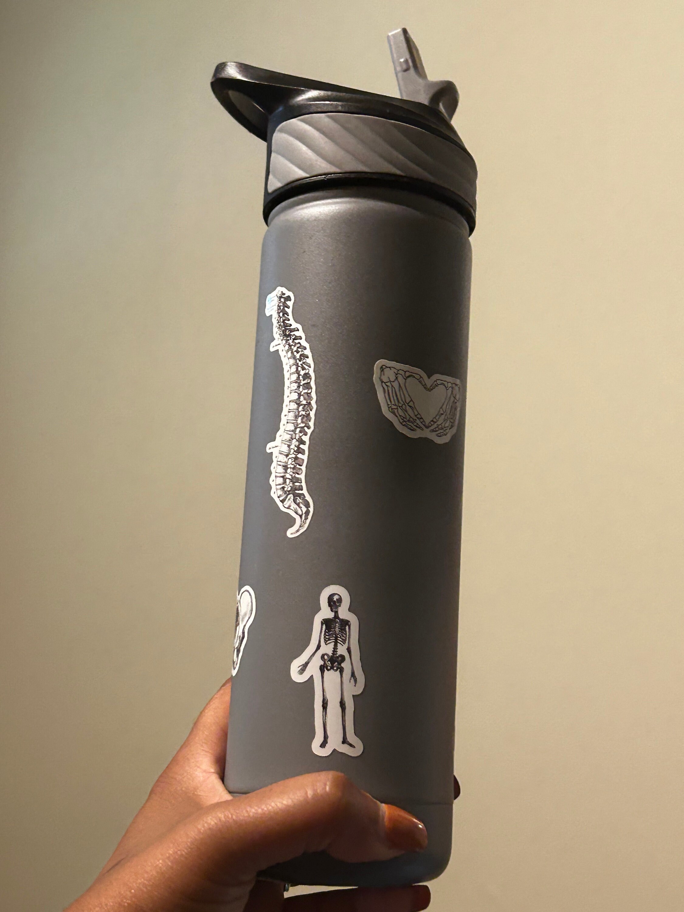 Anatomically Correct Spine Sticker Dish Washer Safe 3 Inch by 0.5 ...