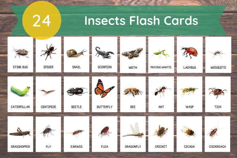 24 Insects Cards Insects Flashcards Printable Real Pictures - Etsy