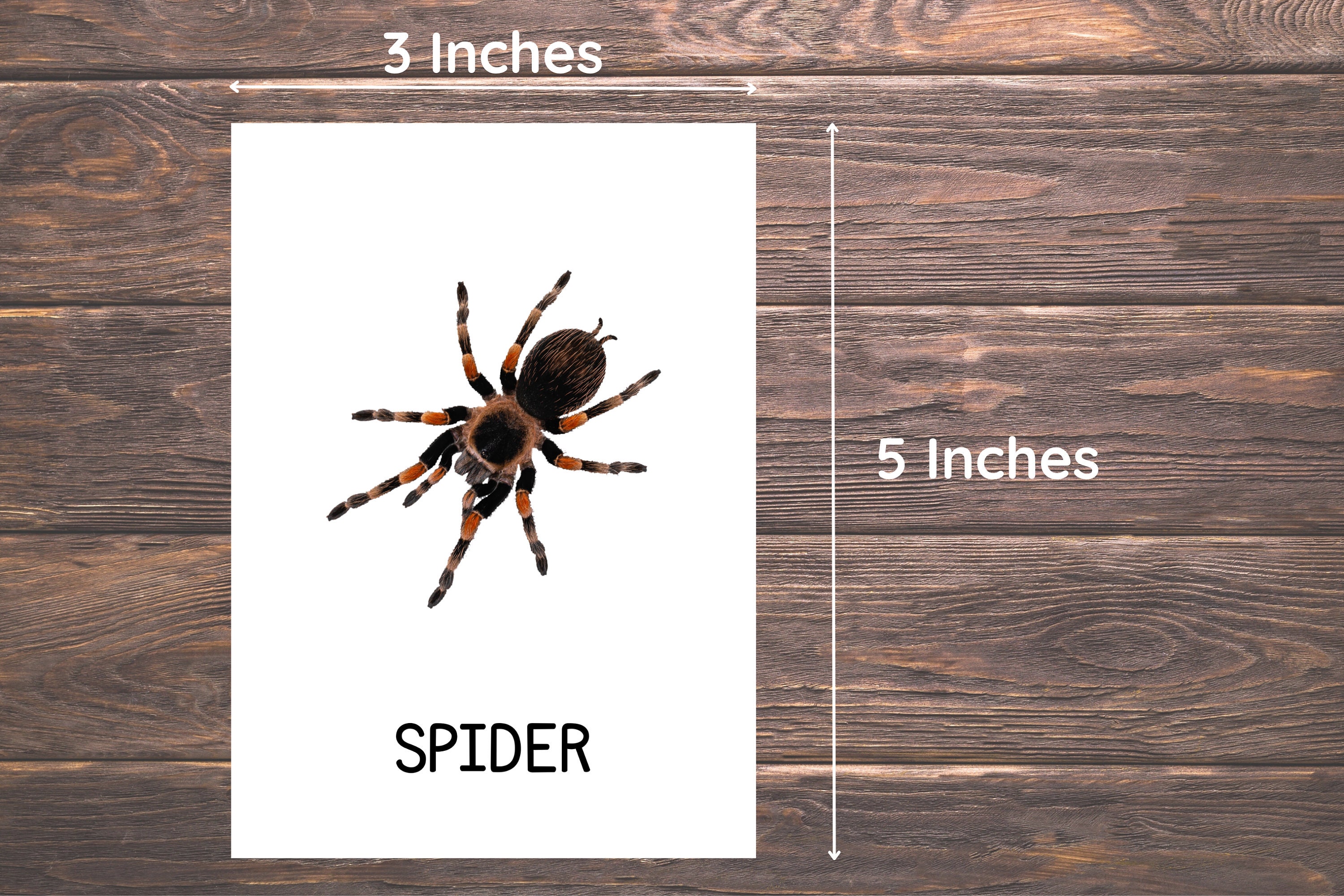 24 Insects Cards Insects Flashcards Printable Real Pictures - Etsy