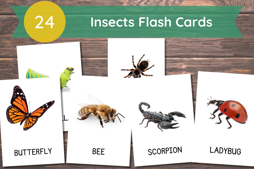 24 Insects Cards, Insects Flashcards, Printable Real Pictures ...