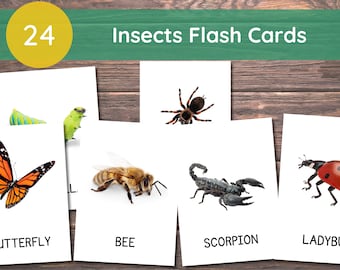 Real Insects Flashcards - Etsy