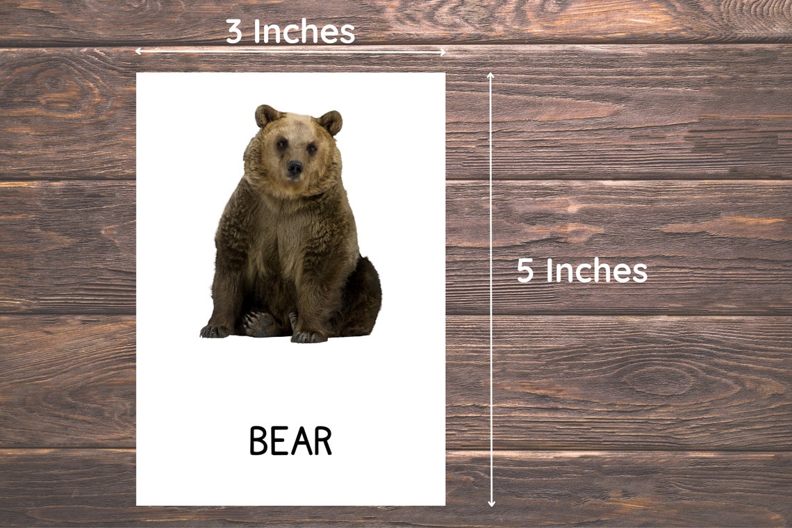 22 Forest Animals Cards, Forest Animals Cards for Toddlers, Montessori ...