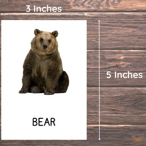 22 Forest Animals Cards, Forest Animals Cards for Toddlers, Montessori ...