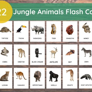 22 Jungle Animals Cards, Jungle Animals Cards for Toddlers, Montessori ...