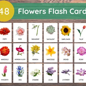 48 Flowers Cards, Flowers Flashcards, Printable Real Pictures ...
