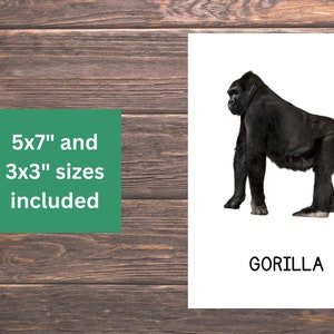 22 Jungle Animals Cards, Jungle Animals Cards for Toddlers, Montessori ...