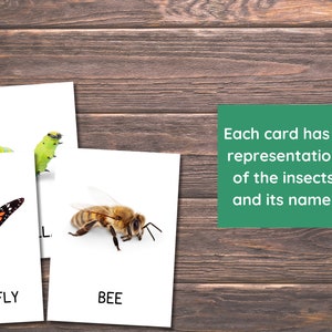 24 Insects Cards, Insects Flashcards, Printable Real Pictures ...