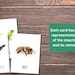 24 Insects Cards, Insects Flashcards, Printable Real Pictures ...