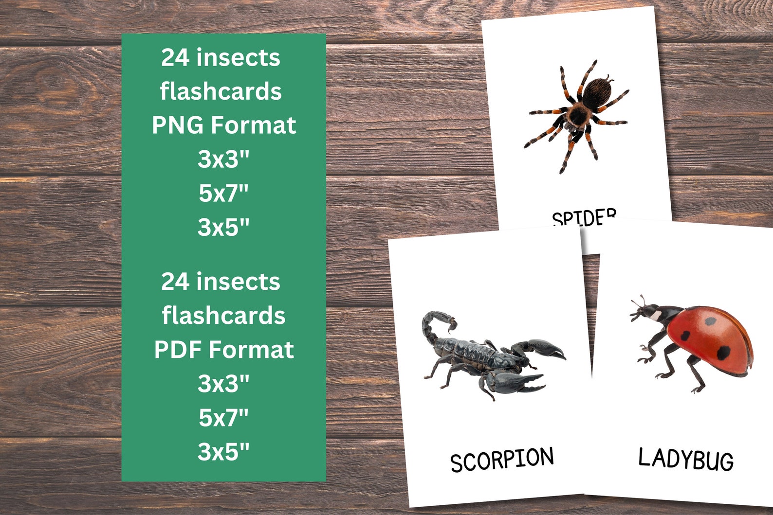 24 Insects Cards, Insects Flashcards, Printable Real Pictures ...