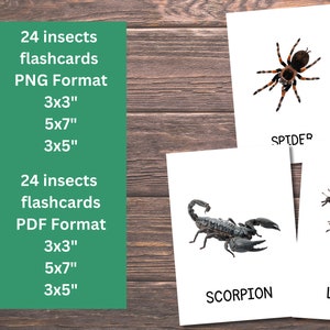 24 Insects Cards, Insects Flashcards, Printable Real Pictures ...