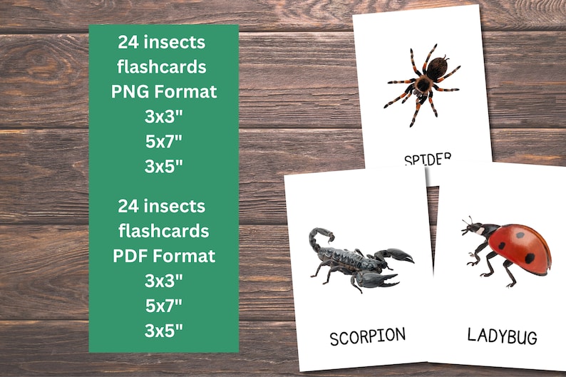24 Insects Cards Insects Flashcards Printable Real Pictures - Etsy
