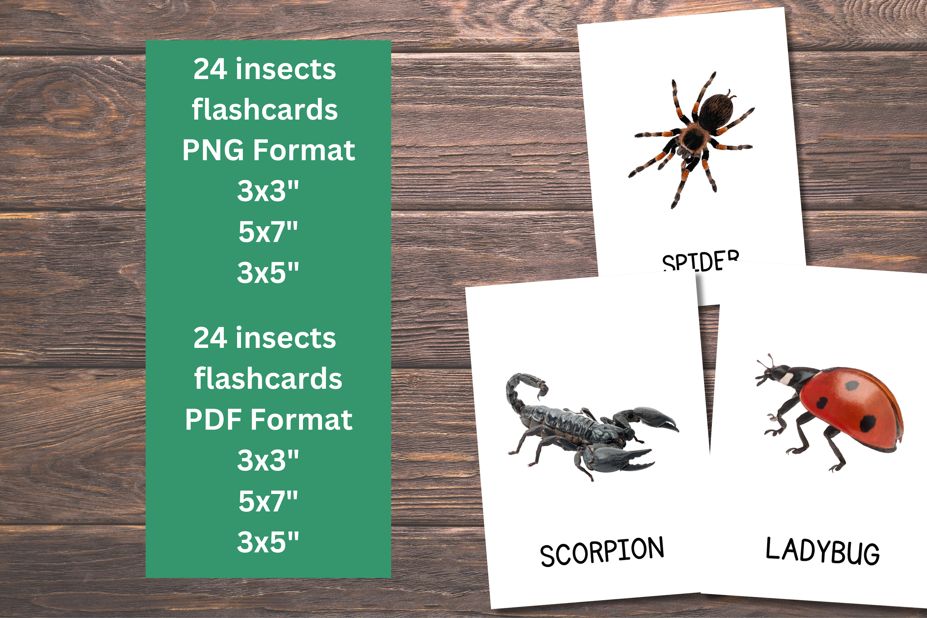 24 Insects Cards, Insects Flashcards, Printable Real Pictures ...