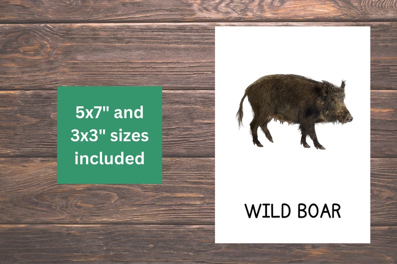 22 Forest Animals Cards, Forest Animals Cards for Toddlers, Montessori ...