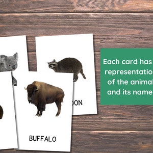 22 Forest Animals Cards, Forest Animals Cards for Toddlers, Montessori ...