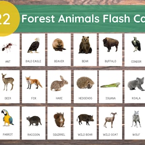 22 Forest Animals Cards, Forest Animals Cards for Toddlers, Montessori ...