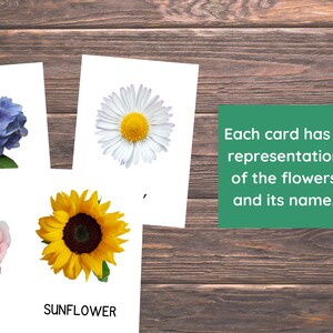 48 Flowers Cards, Flowers Flashcards, Printable Real Pictures ...