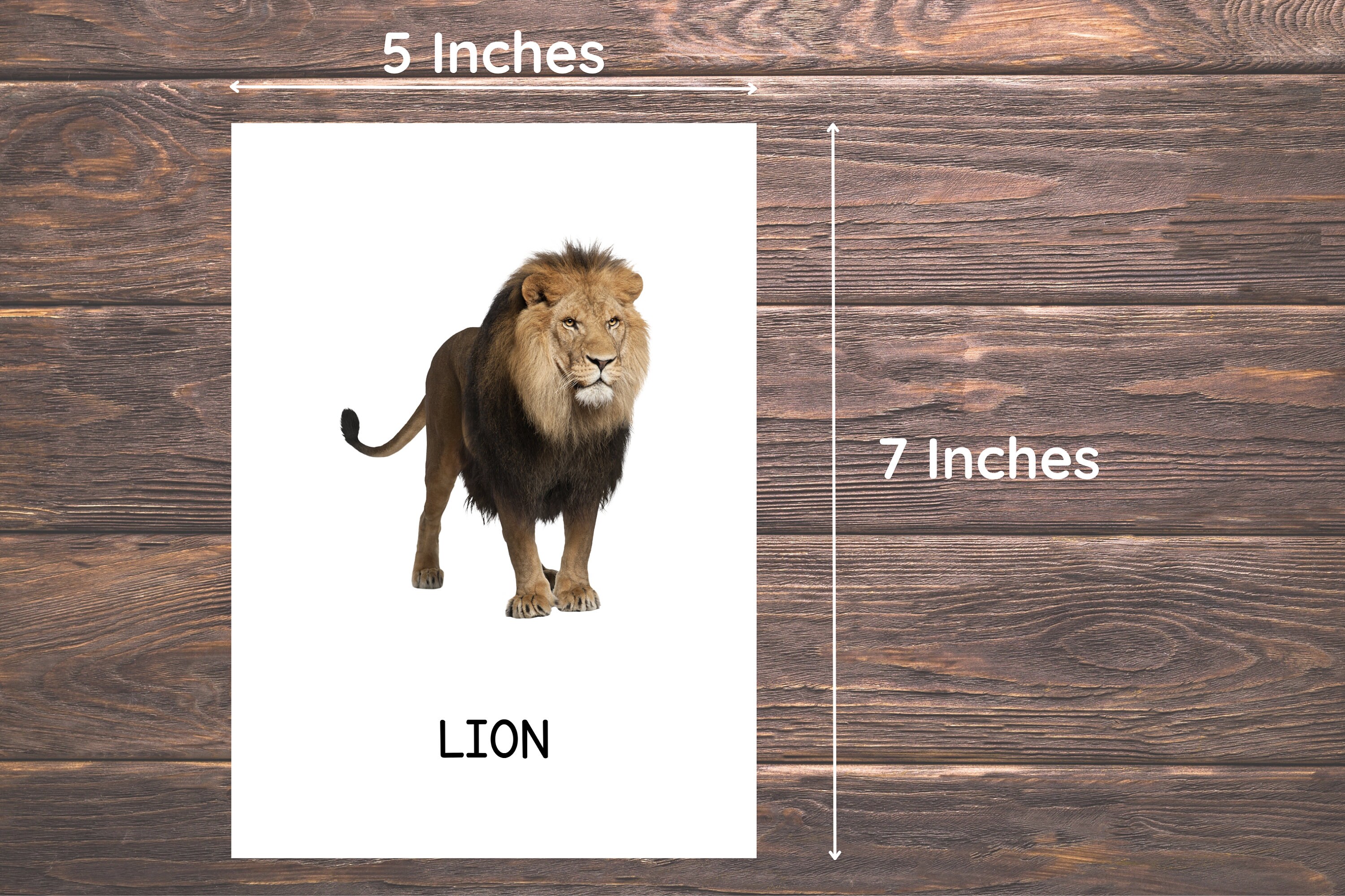 22 Jungle Animals Cards Jungle Animals Cards for Toddlers - Etsy