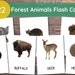 22 Forest Animals Cards, Forest Animals Cards for Toddlers, Montessori ...