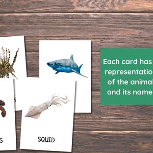 22 Ocean Animals Cards, Ocean Animals Cards for Toddlers, Montessori ...