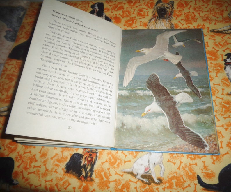 Vintage the Ladybird Book of Sea and Estuary Birds Children's Books Collectable Illustrated ...