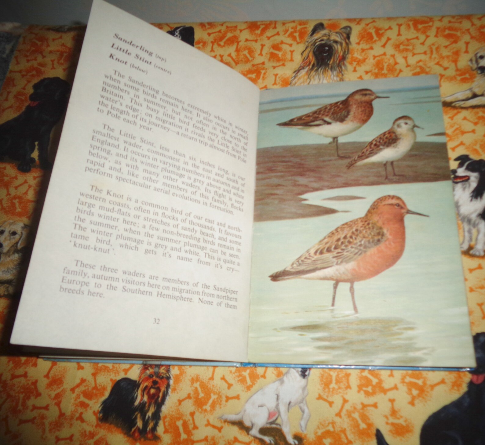 Vintage the Ladybird Book of Sea and Estuary Birds - Etsy