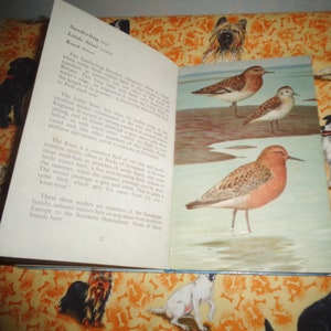 Vintage the Ladybird Book of Sea and Estuary Birds Children's Books ...