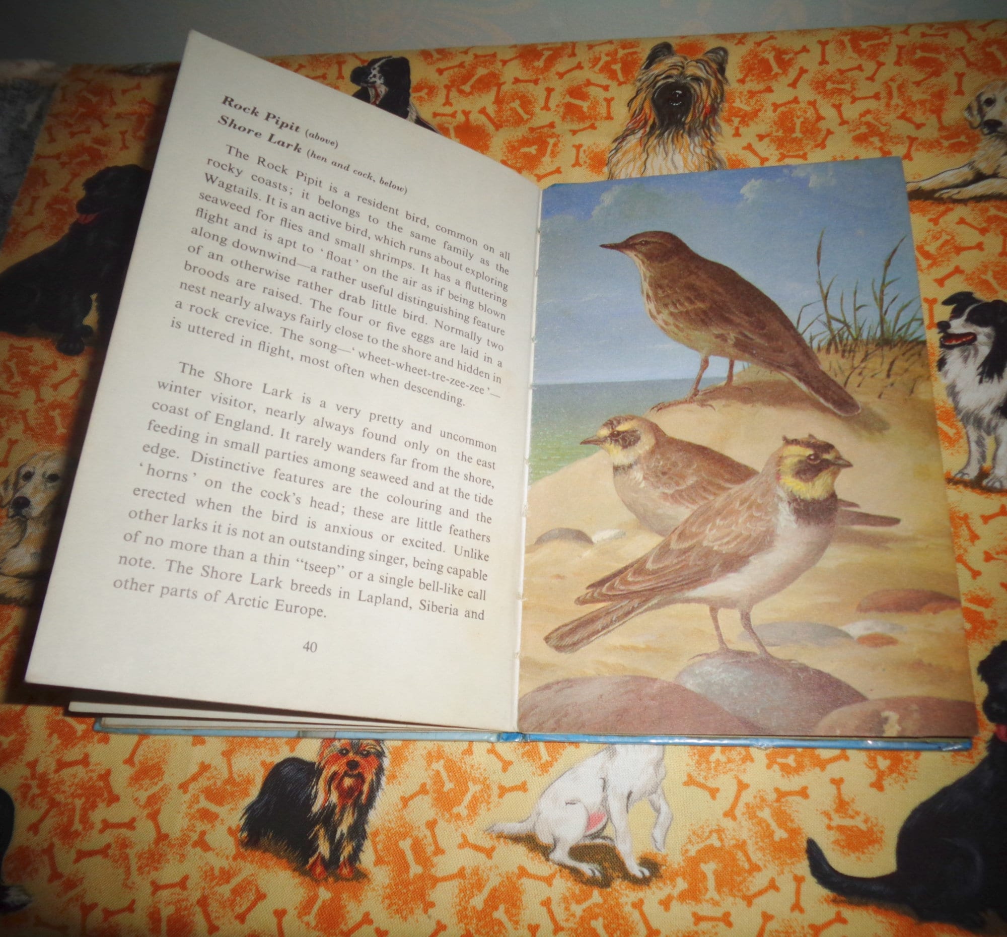 Vintage the Ladybird Book of Sea and Estuary Birds - Etsy
