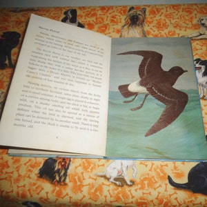 Vintage the Ladybird Book of Sea and Estuary Birds Children's Books ...