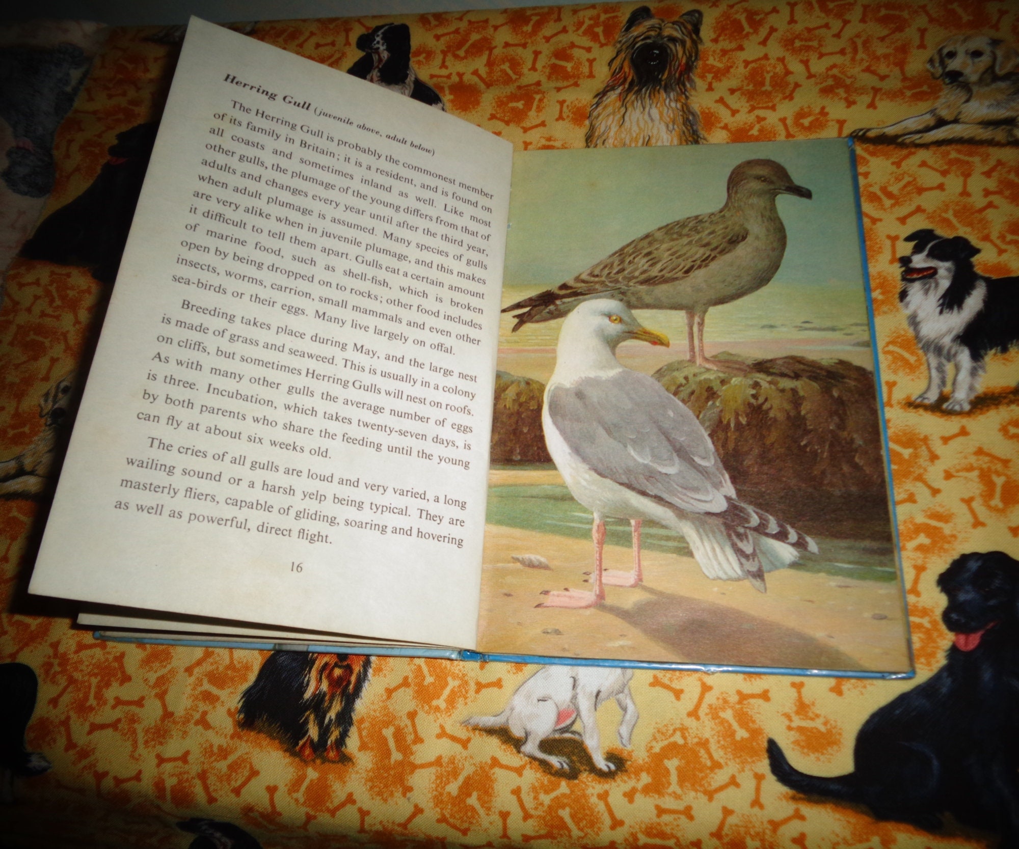 Vintage the Ladybird Book of Sea and Estuary Birds - Etsy