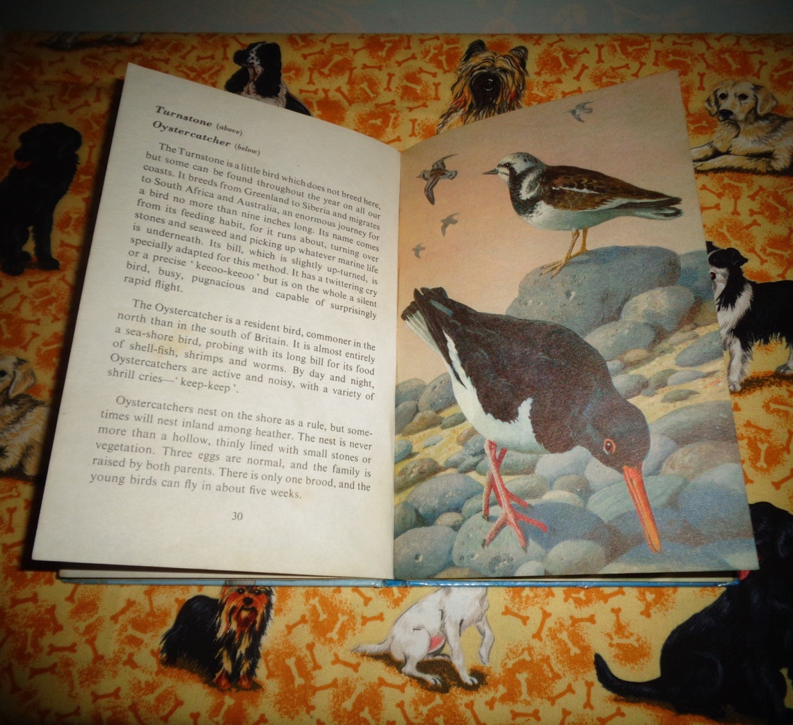 Vintage the Ladybird Book of Sea and Estuary Birds - Etsy