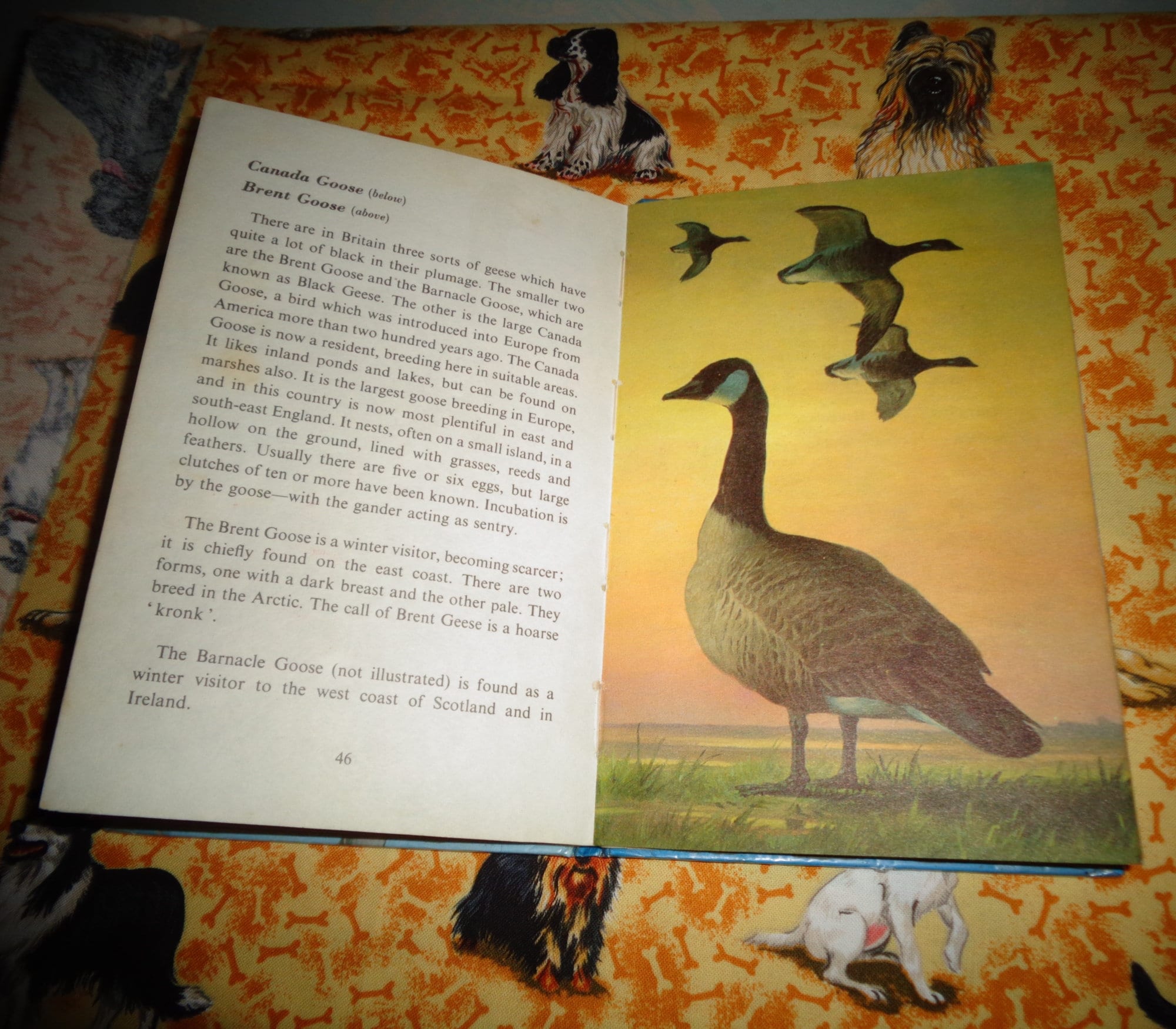 Vintage the Ladybird Book of Sea and Estuary Birds - Etsy