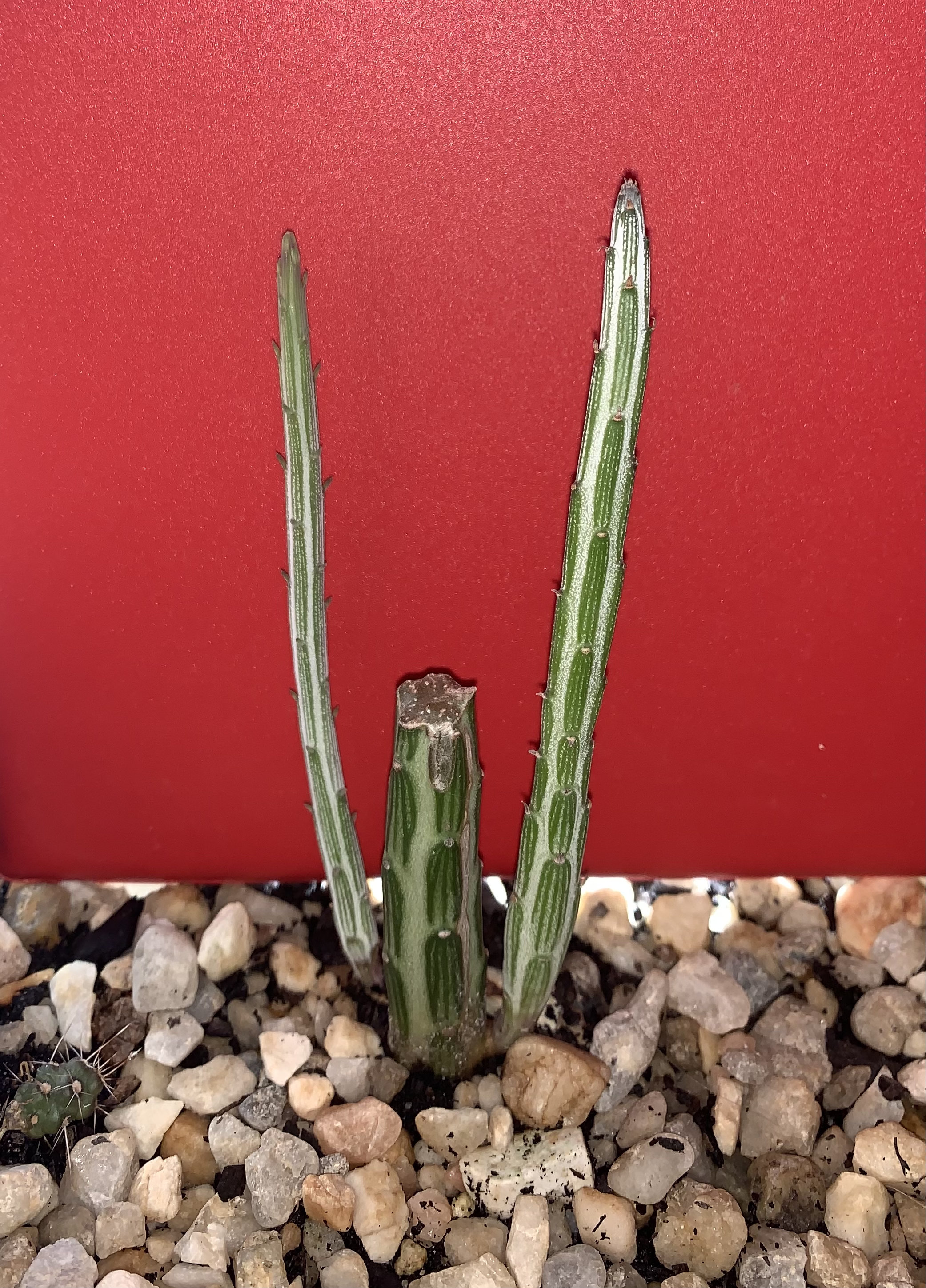 Kleinia Stapeliiformis Potted Cutting - Etsy
