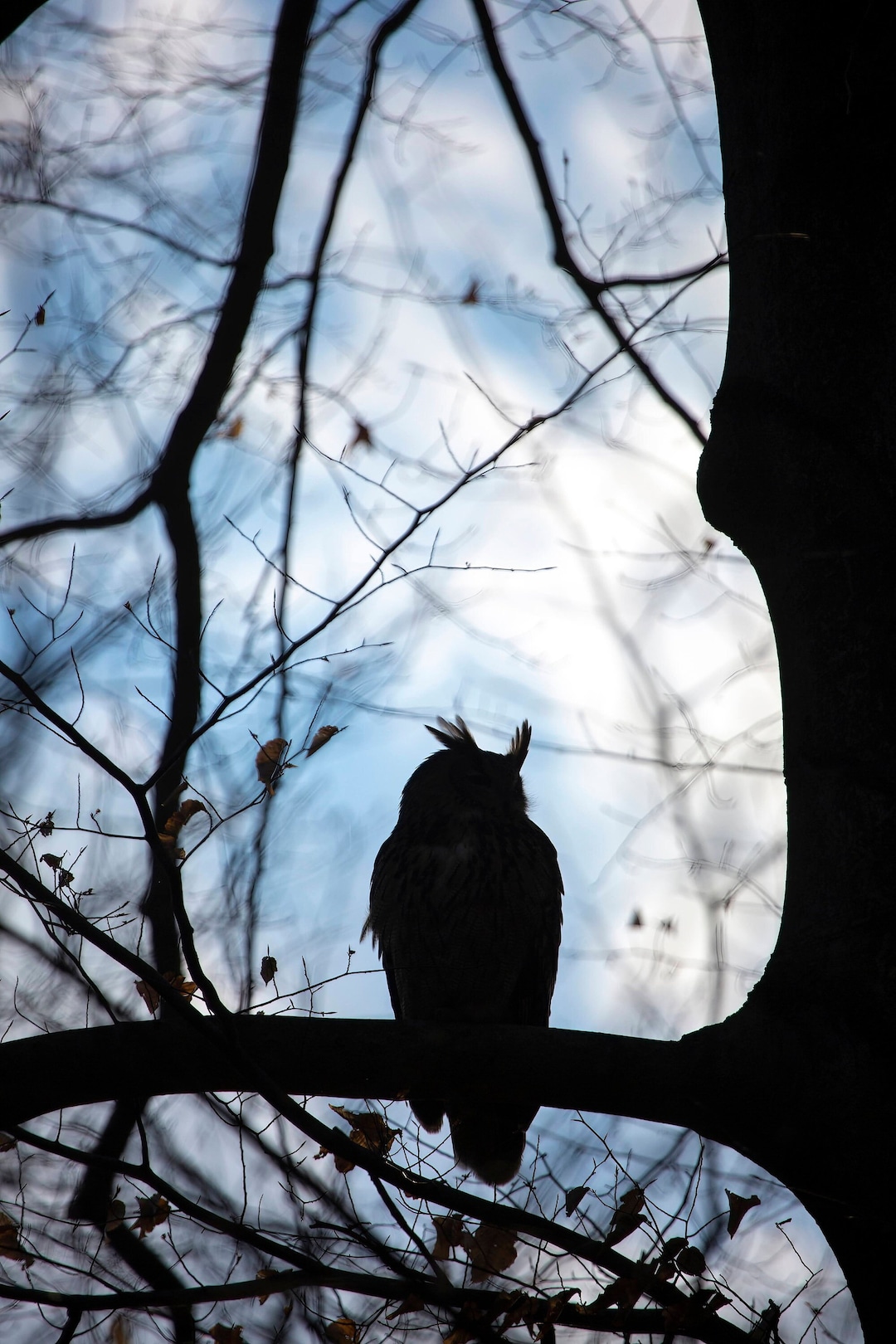 Flaco the Owl - Central Park New York - Etsy