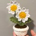 Crochet Daisies (in a Pot) - Etsy