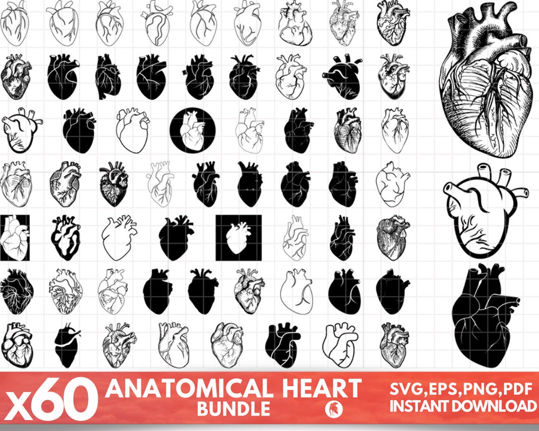 60 Anatomical Heart Svg Bundle, Flower Heart Svg, Human Heart Svg ...