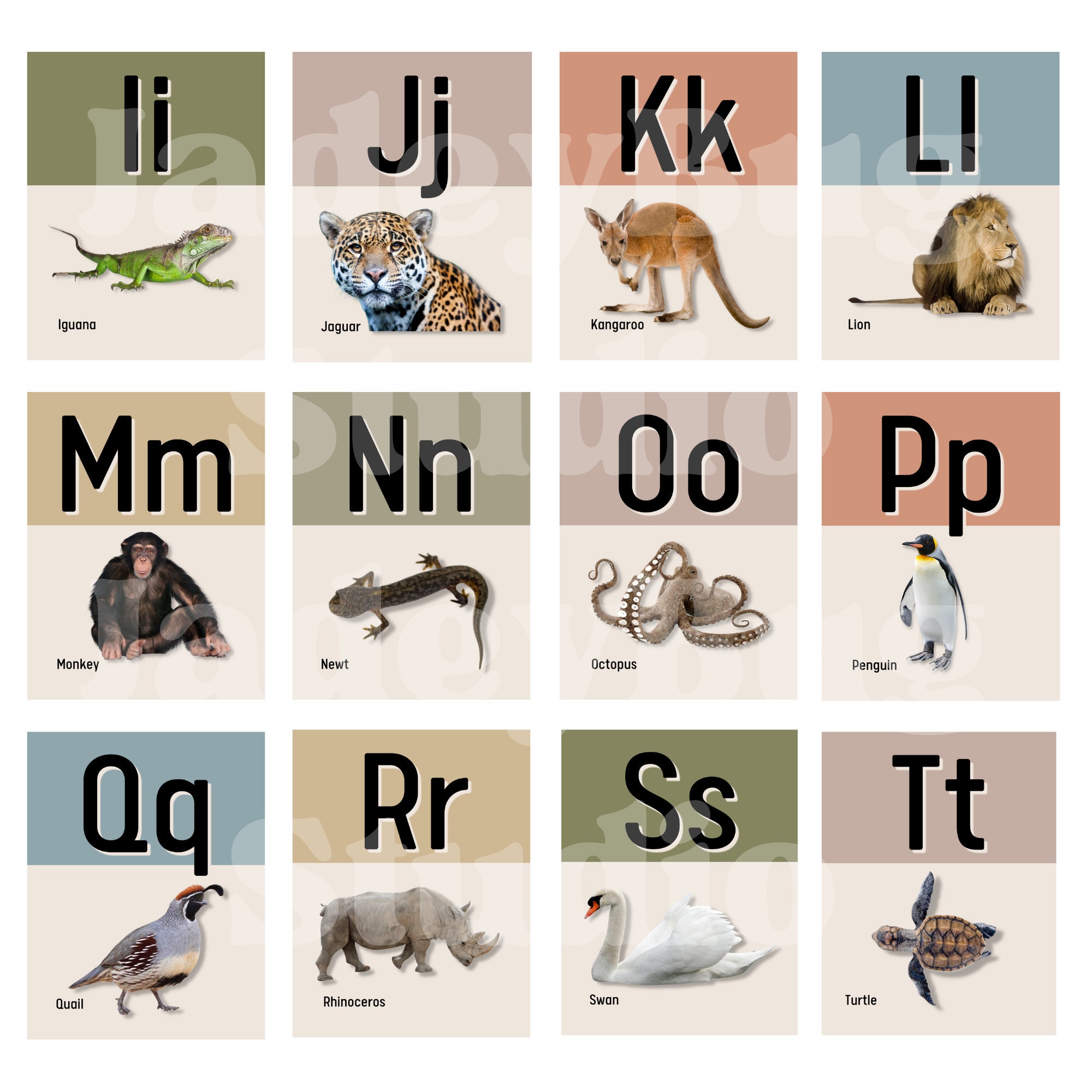 BOHO Alphabet/abc Boarder for Classroom or Home! REAL Animal Pictures ...