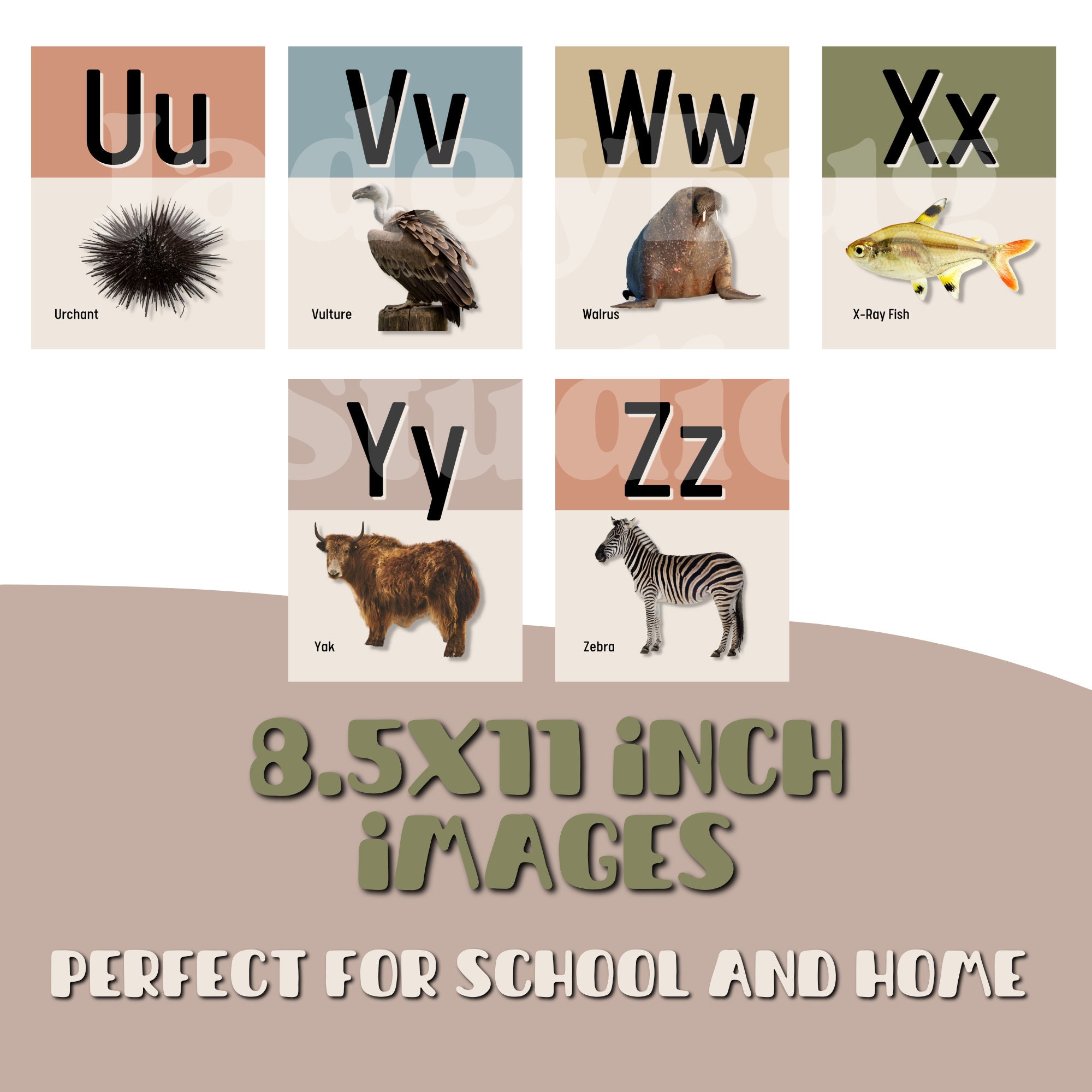 BOHO Alphabet/abc Boarder for Classroom or Home! REAL Animal Pictures ...