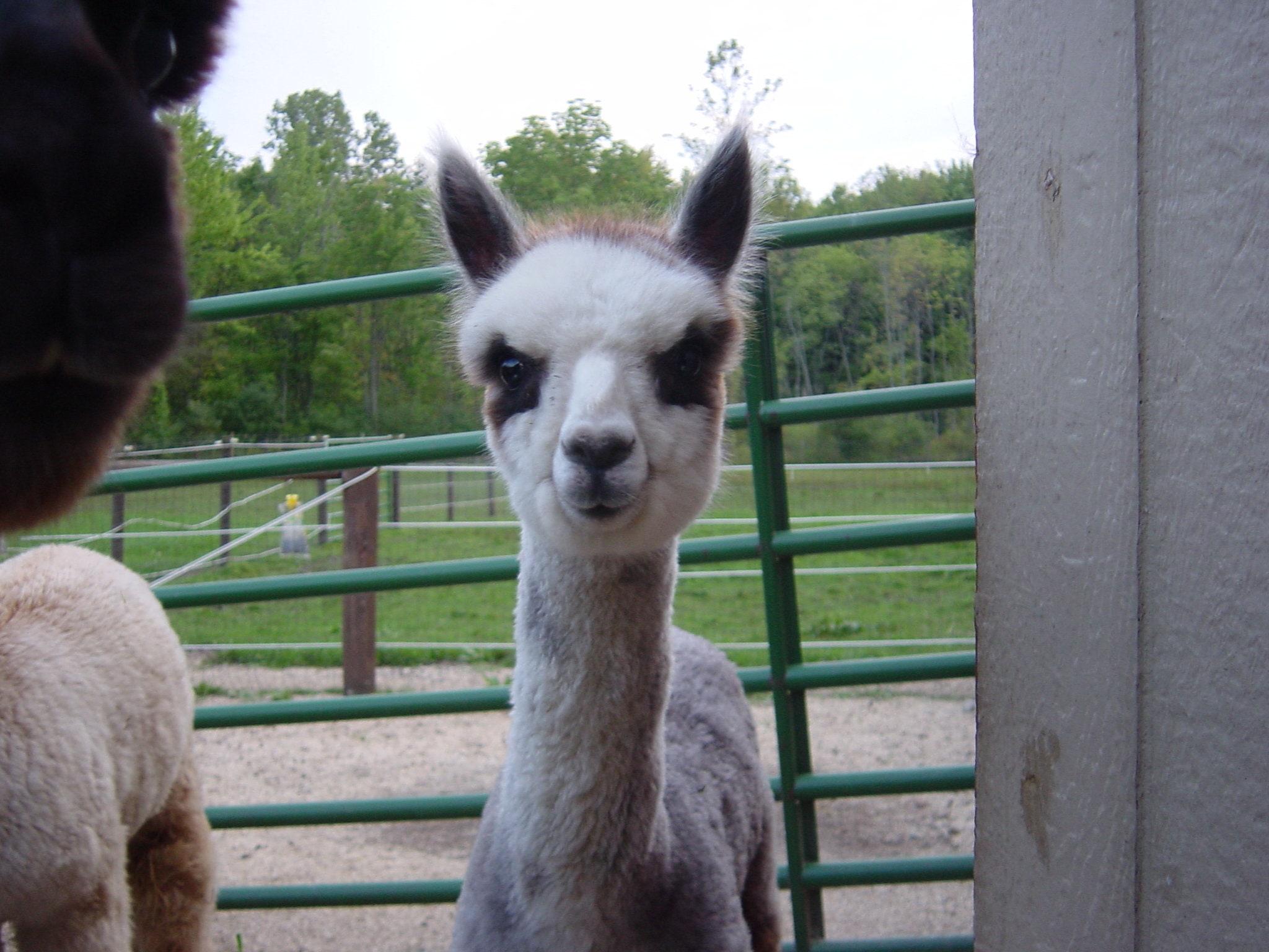 New Lower Pricing! 10 Pounds of Alpaca Manure Compost - Ready to Use ...