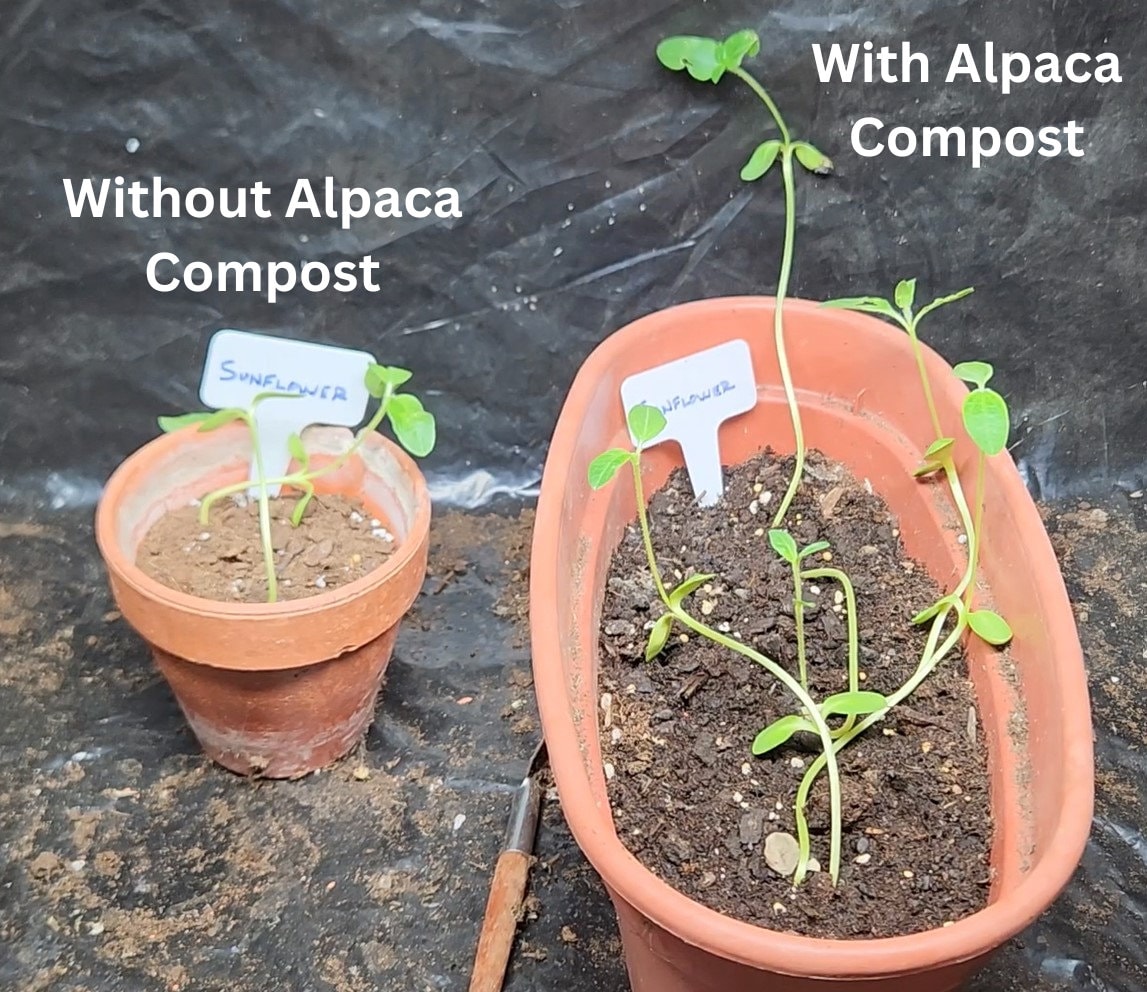 10 Lbs Amazing Alpaca Manure Compost - Ready to Use and No Rehydrating ...
