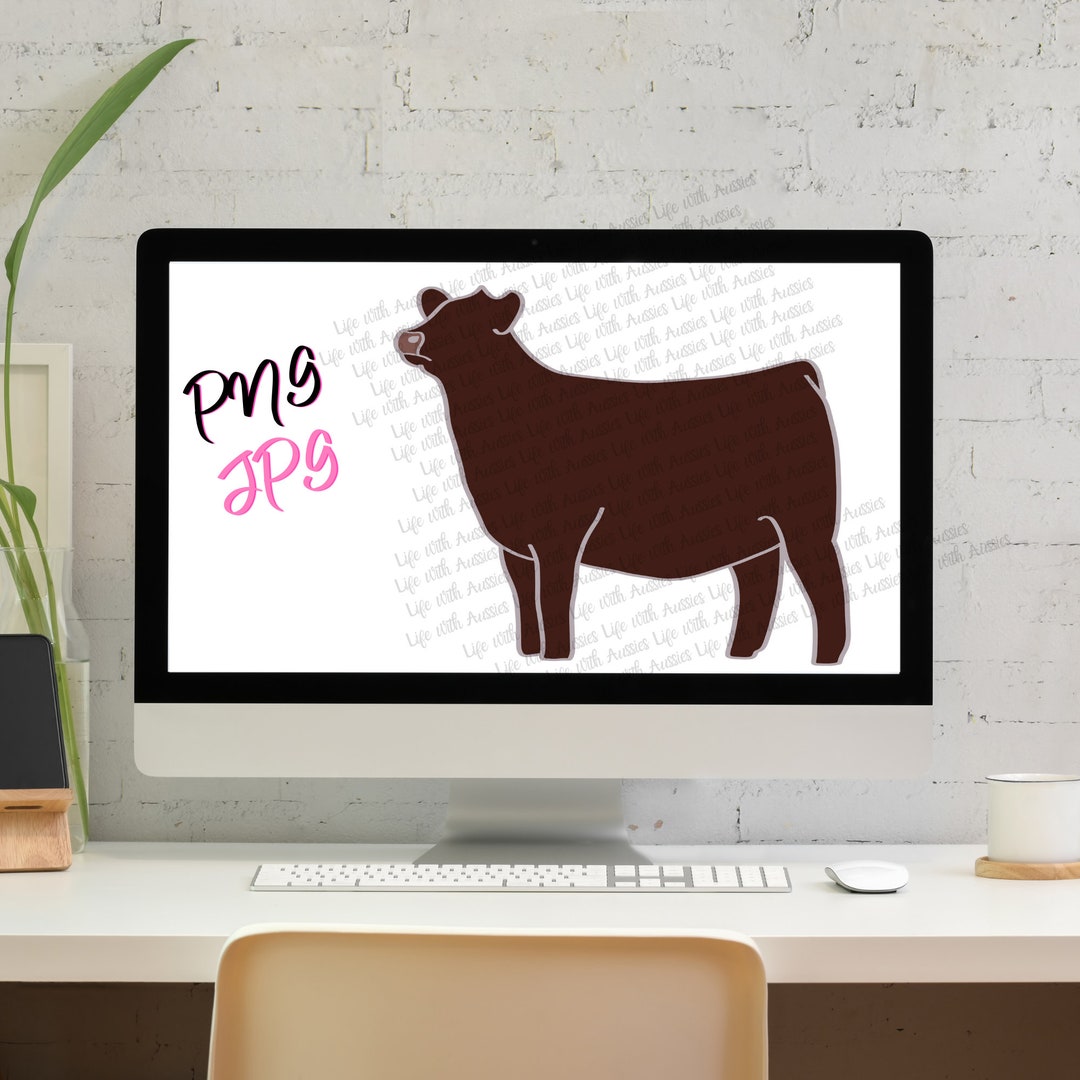 Red Show Heifer, Show Cattle, Stock Show, Instant Digital Download ...