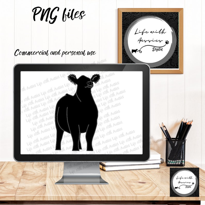 Front Facing Cow, Show Cattle, Heifer, Showing Livestock, Steer, Stock ...