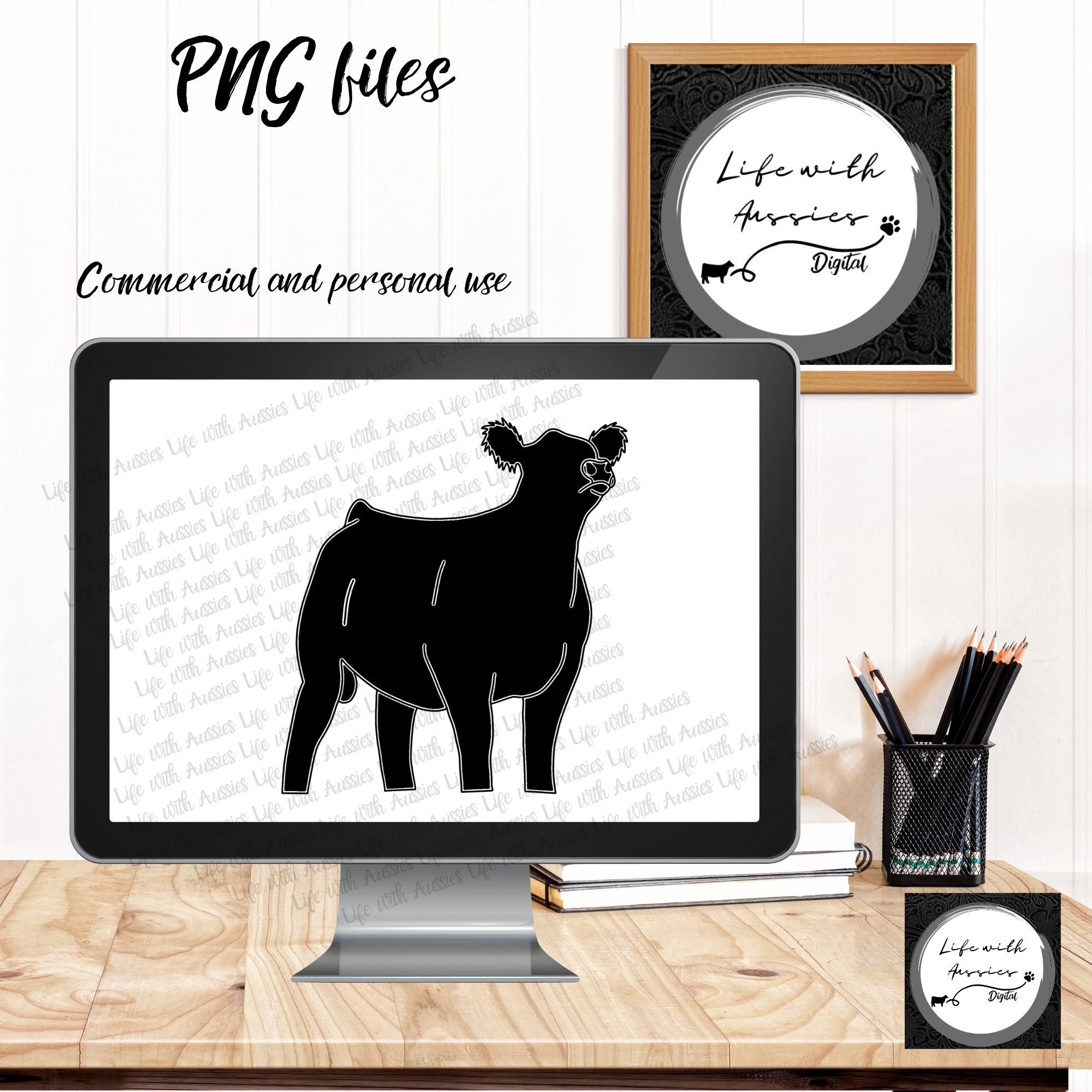 Front Faced Cow, Show Cattle, Heifer, Showing Livestock, Steer, Stock ...