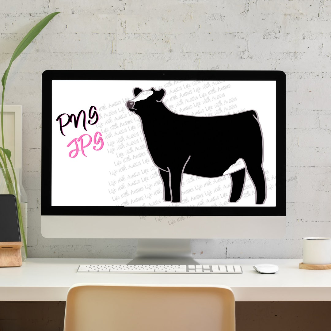 Black Baldy Show Heifer, Show Cattle, Stock Show, Instant Digital ...