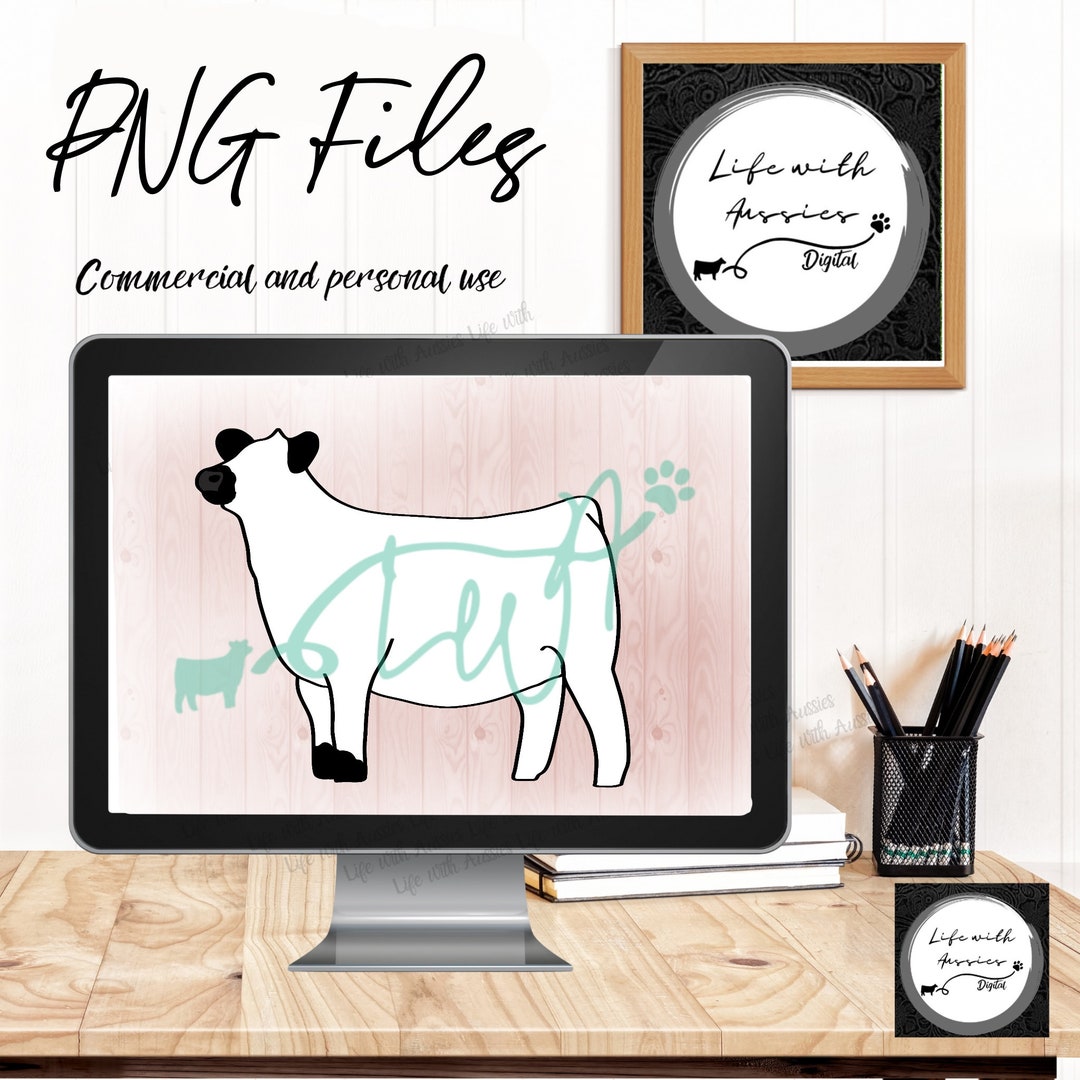 White Park Show Heifer, Show Cattle, Stock Show, Instant Digital ...